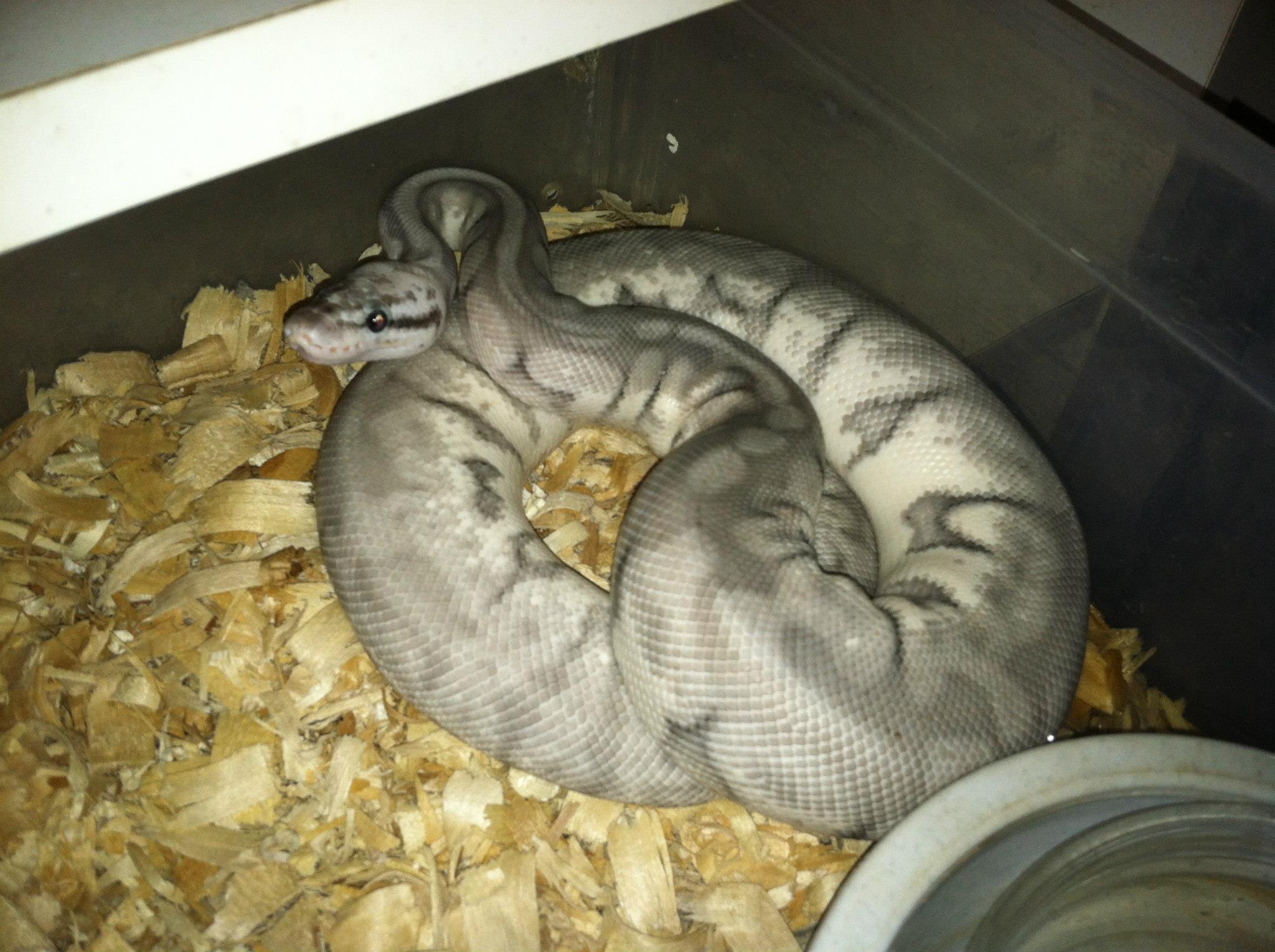 About Us - SterlingSerpents