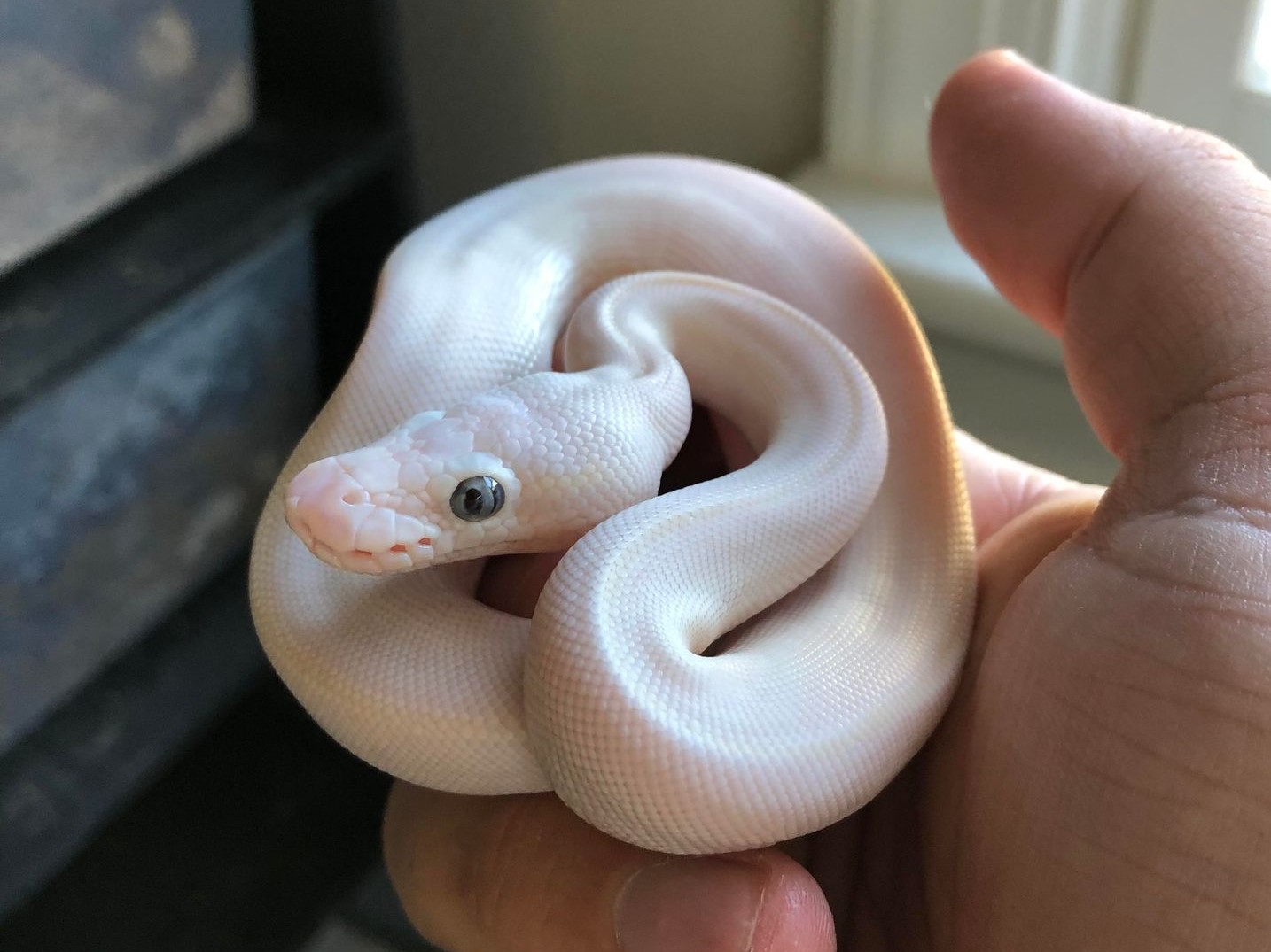 Available Animals - SterlingSerpents